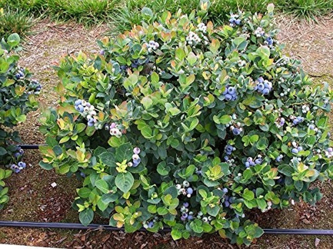 Top Hat Dwarf Blueberry 4 to 6 Inch Live Starter Plant Blueberry Plant ...