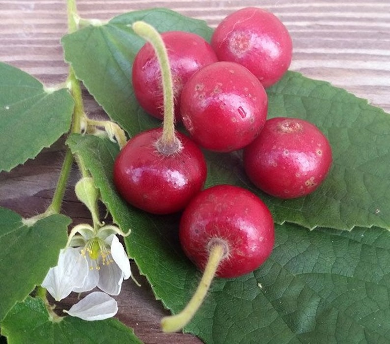 Jamaican Strawberry/cherry Tree "muntingia Calabura" 6 to 8 Inch Live ...