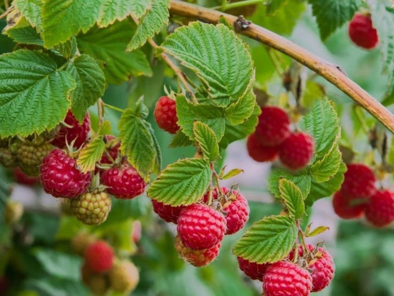Caroline Red Raspberry 4 to 6 Inch "rubus Idaeus" Live Starter Sweet ...