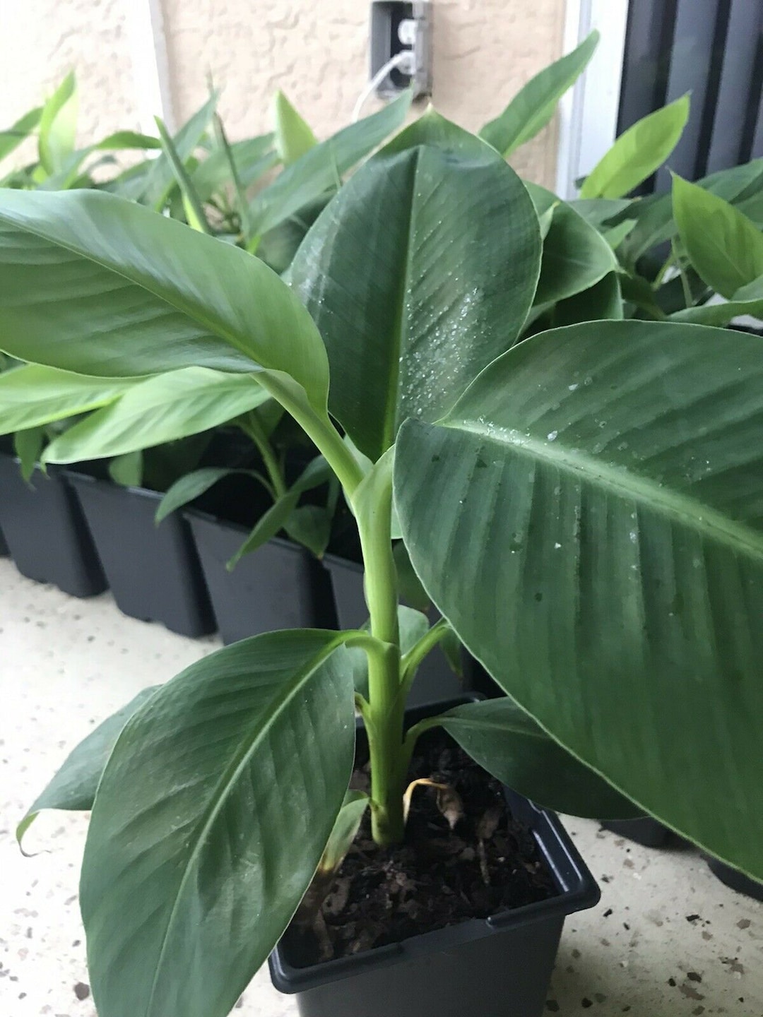 Grand Nain Banana Tree 7 - 10 Inch Musa Grand Nain Live Starter Baby ...