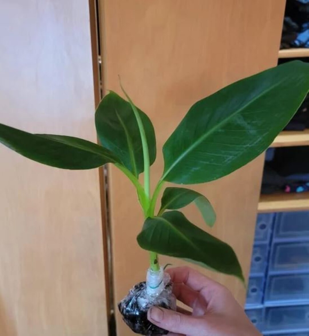 Mekong Giant Banana Tree 7 10 Inch musa - Etsy Canada