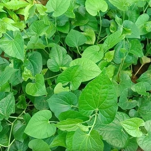 Piper Longum "long Pepper" 4 to 8 Inch "pippali" Live Starter Plant - Etsy