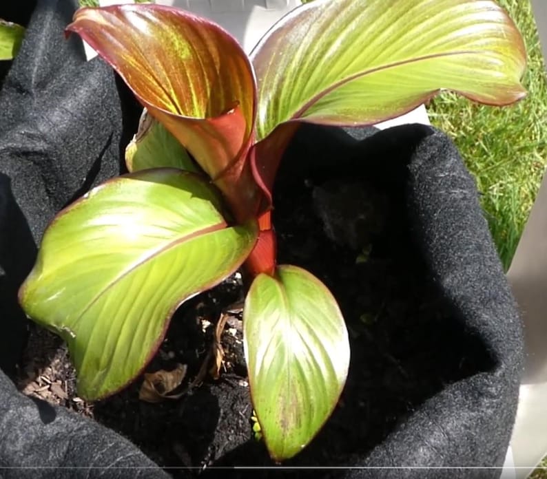 Red Musa Acuminata Banana Tree 7 - 10 Inch Red Banana Live Starter ...