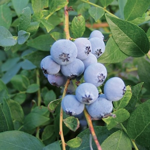 Biloxi Blueberry 4 to 6 Inch Live Starter Plant Cutting Grown Blueberry ...