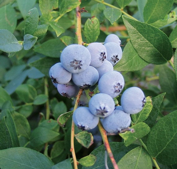 Growing Blueberry Bushes From Cuttings