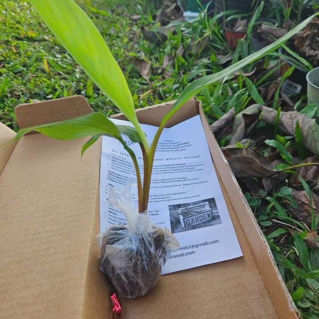 Red Musa Acuminata Banana Tree 7 - 10 Inch Red Banana Live Starter ...