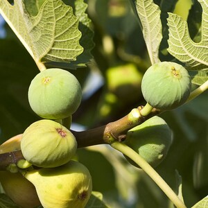 Ischia Fig Tree Ficus Carica Live Starter Plant 6 to 8 Inch Fig Plant ...