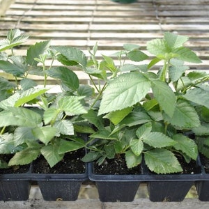 Triple Crown Blackberry 4 to 6 Inch Live Starter Plant Thornless "rubus ...