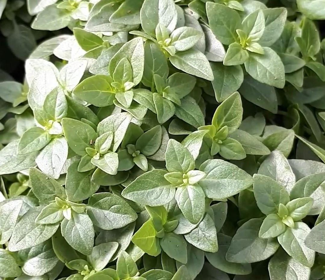 3 Plants Greek Bush Basil 4 - 6 Inch Live Starter Plant Well Rooted ...