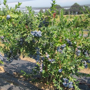 Biloxi Blueberry 4 to 6 Inch Live Starter Plant Cutting Grown Blueberry ...