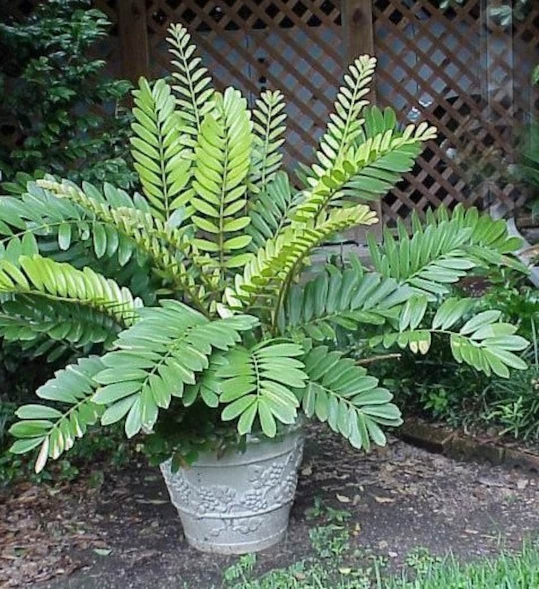 Cardboard Palm Tree zamia 1 Foot Tall Live Perennial Cycad Plant - Etsy
