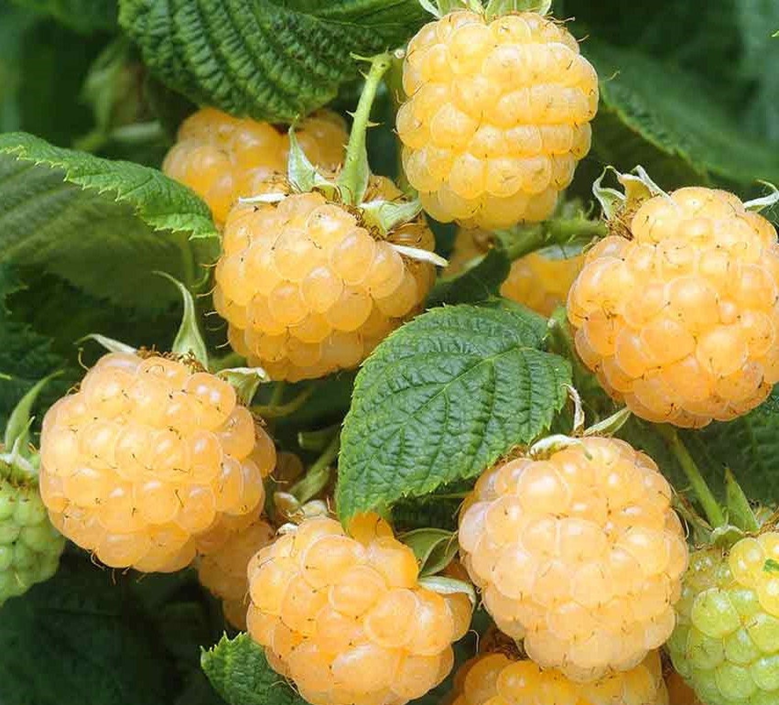 Fall Gold Raspberry 4 to 6 Inch "rubus Idaeus" Live Starter Plant - Etsy