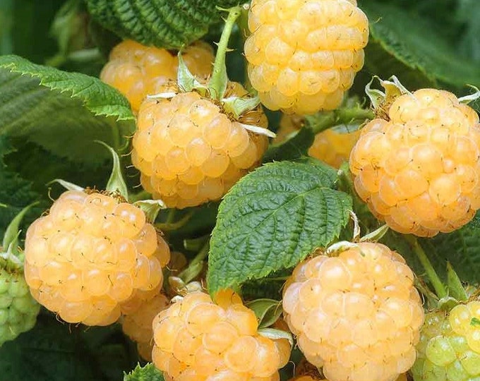 1 Fall Gold Raspberry Rooted Plant. Zones 3-8. Gold Colored Raspberry ...