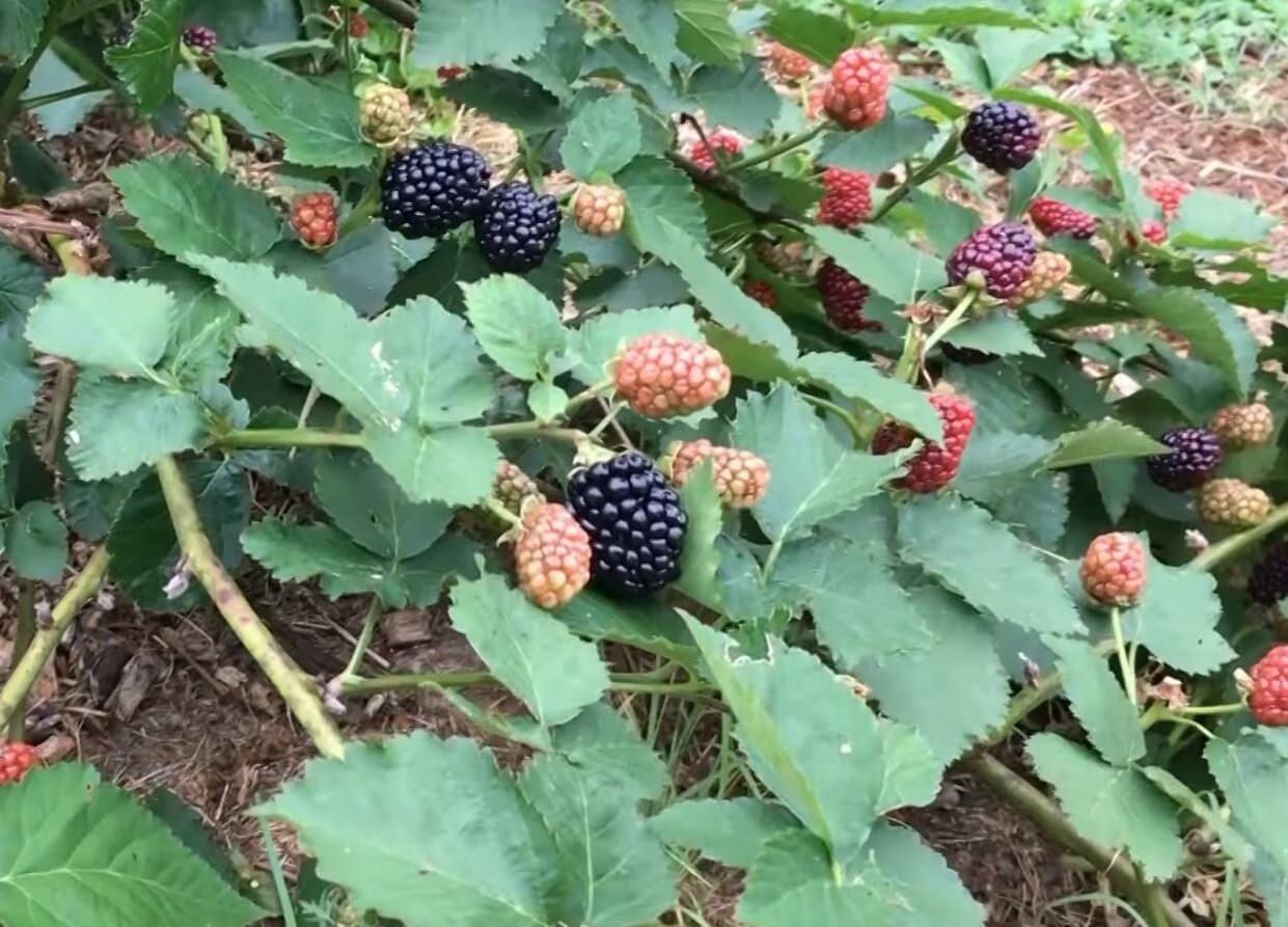 Prime-ark Freedom Blackberry 4 to 6 Inch Live Starter Plant Thornless ...