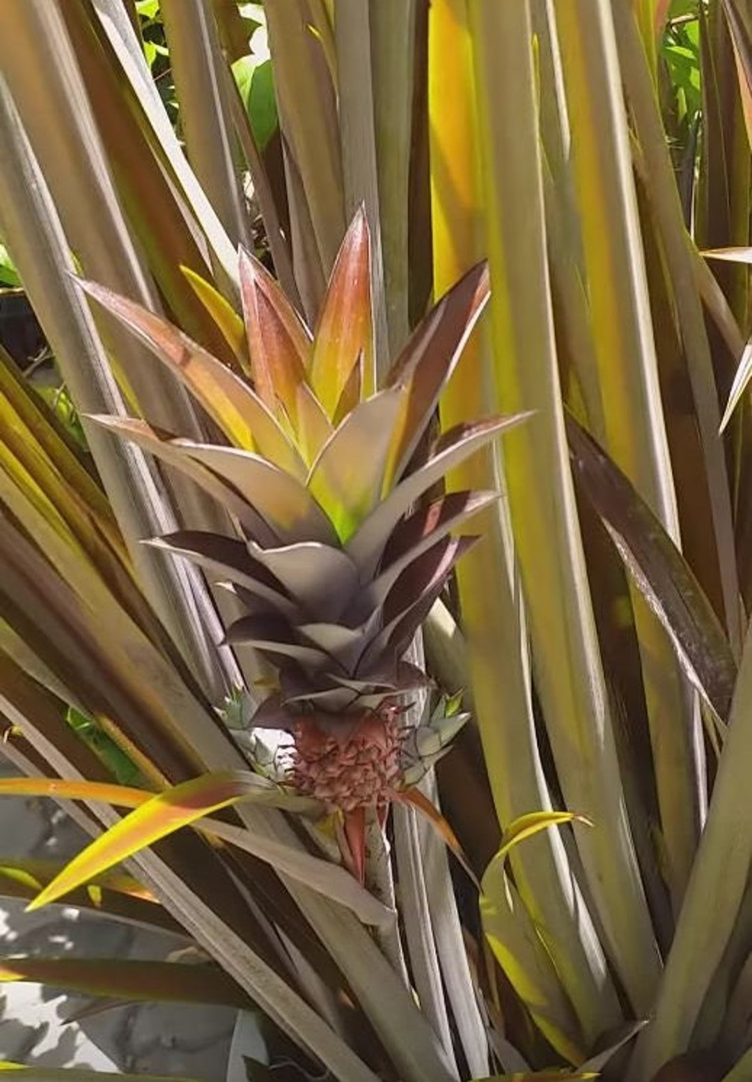 Ananas Lucidus 4 to 6 Inch Brazilian Sunset Pineapple Live Starter ...