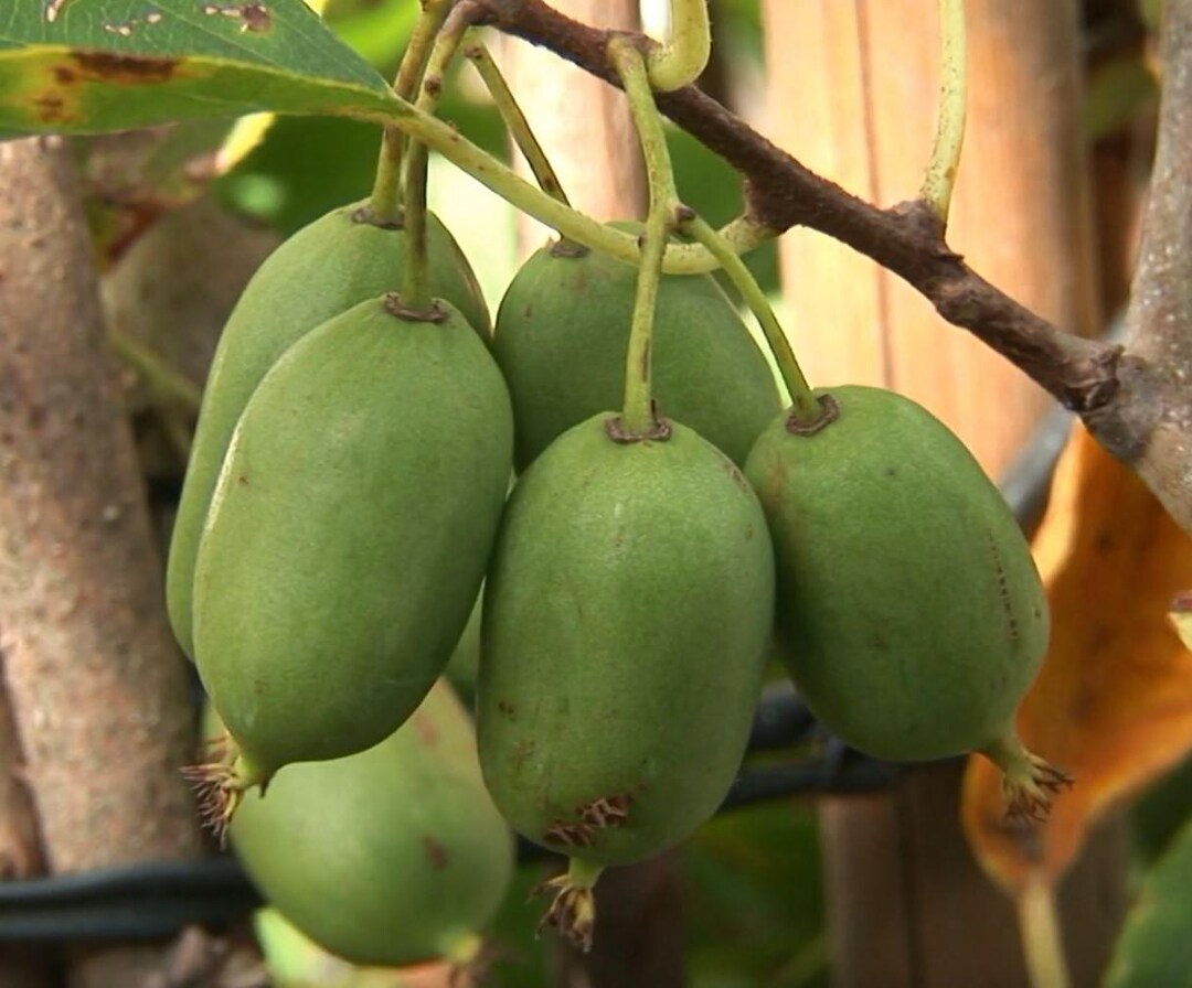 Kiwi “issai” Plant 4 to 5 Inch Actinidia Arguta Live Starter Kiwiberry ...