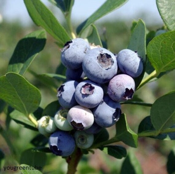 Blueberry Plants Set Of 2 Top Hat - 4-6 Inch Tall Perennial Blueberry ...