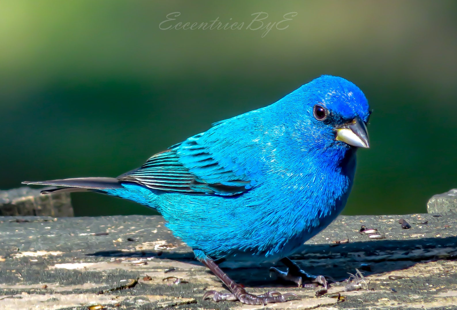 Blue bunting digital print | Etsy
