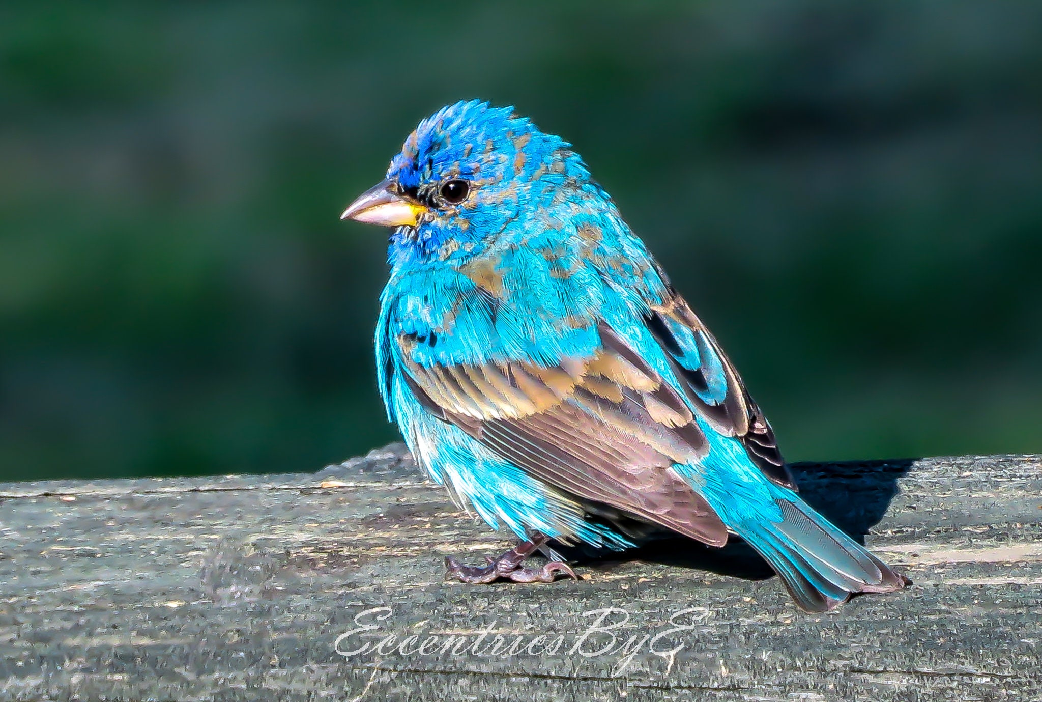Baby Blue bunting | Etsy
