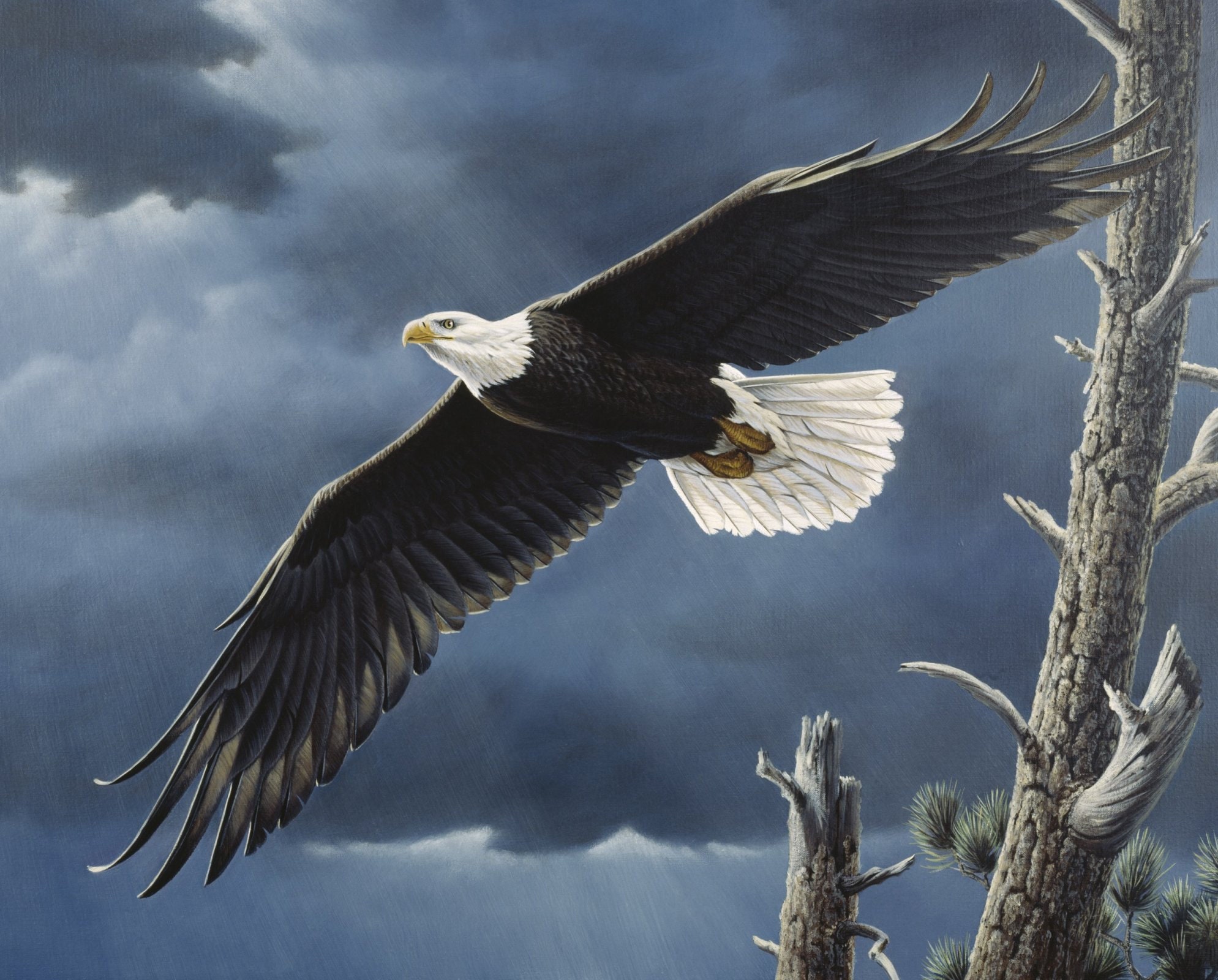 Soaring Wings Eagle Panel - David Textiles - LAST ONE - Etsy