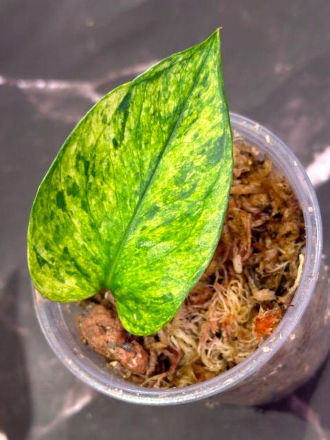 Washio Green Scratch Epipremnum Rare Lightly Rooted Cutting - Etsy