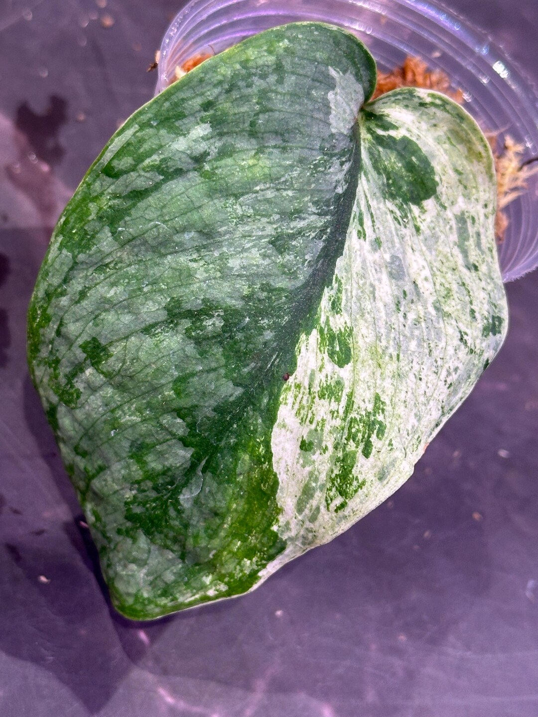 Halimoon Scindapsus Variegated Dark Cloud Exact Plant - Etsy