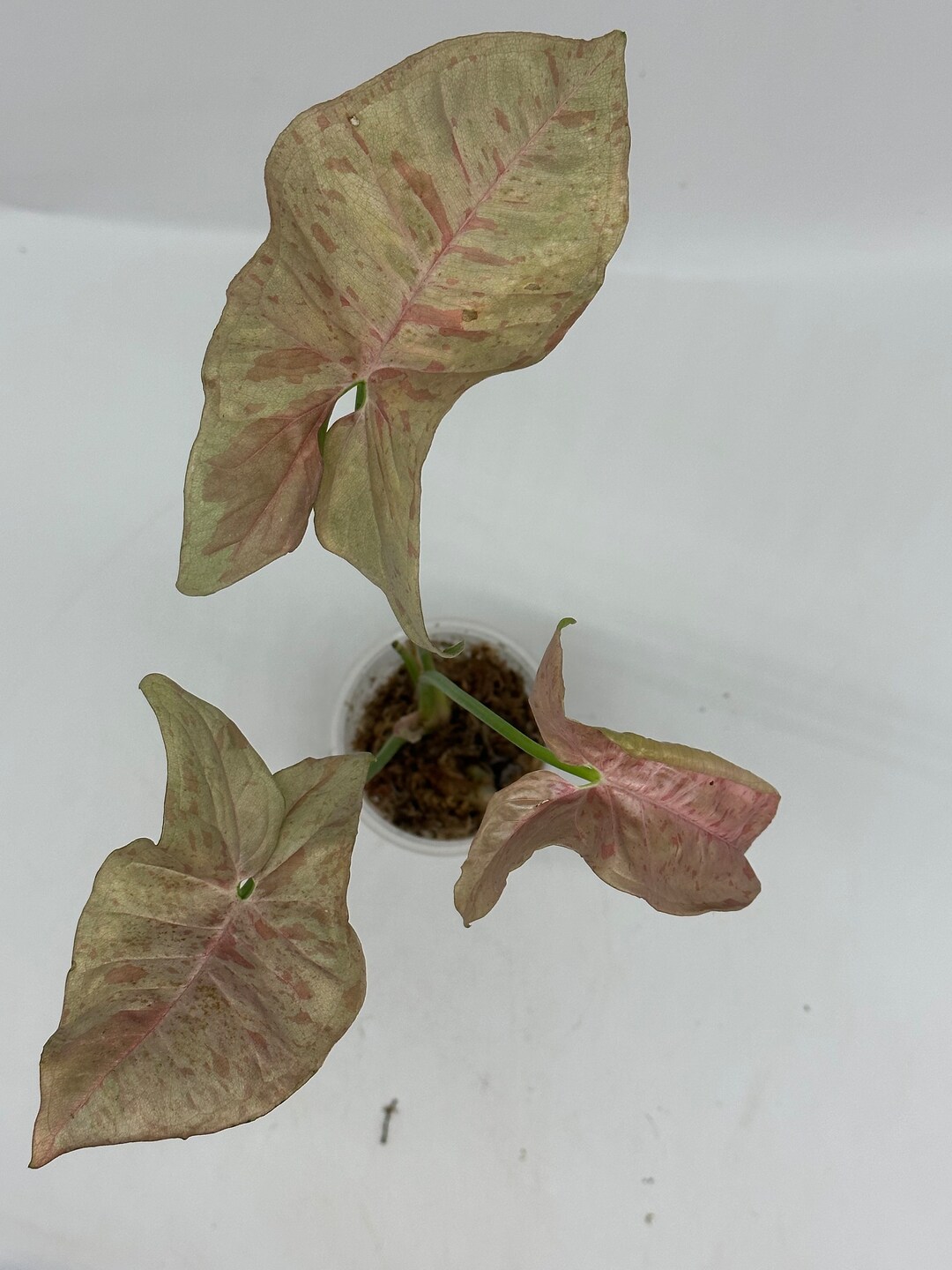 Rare Pink Candy Syngonium US Seller Licensed Nursery - Etsy