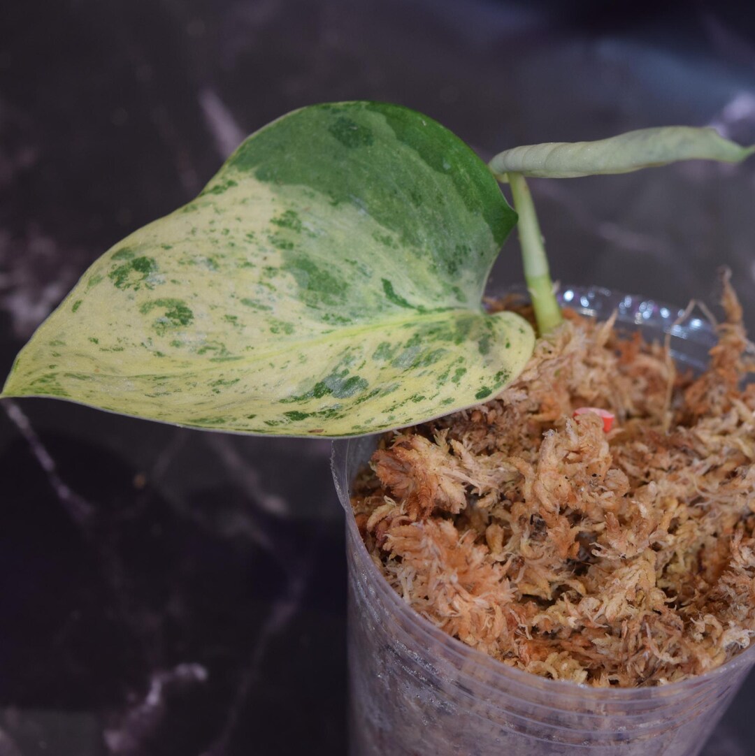 Variegated Salaka Scindapsus Exact Plant Lightly Rooted variegated Jade ...
