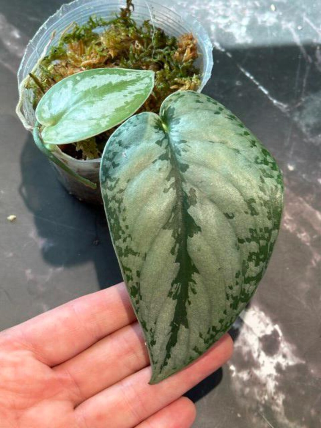 Sparkling Scindapsus Silver Borneo Exact Plant Lightly Rooted - Etsy