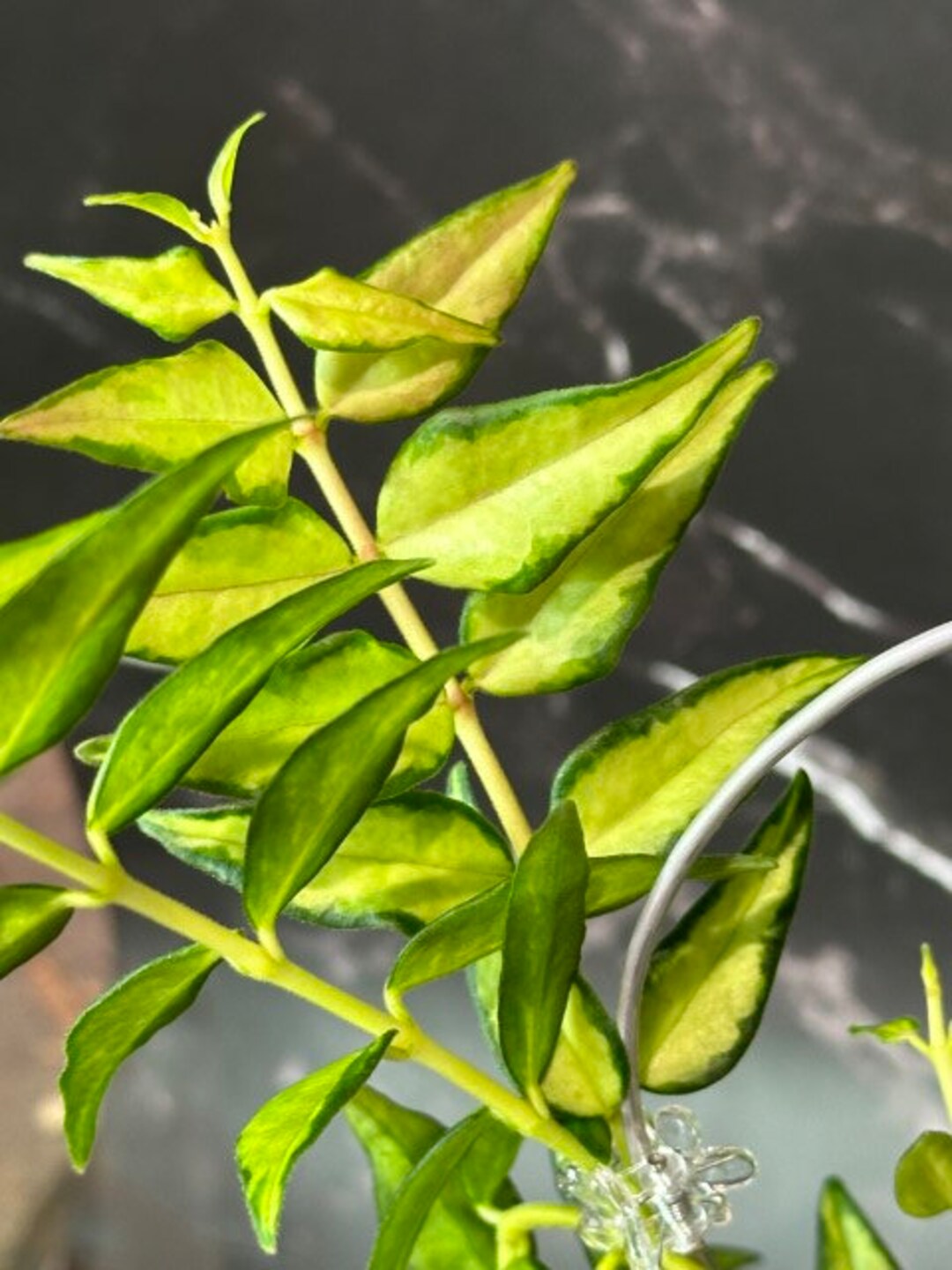 Hoya Bella Luis Boy Inner Variegated US Seller Licensed Nursery - Etsy