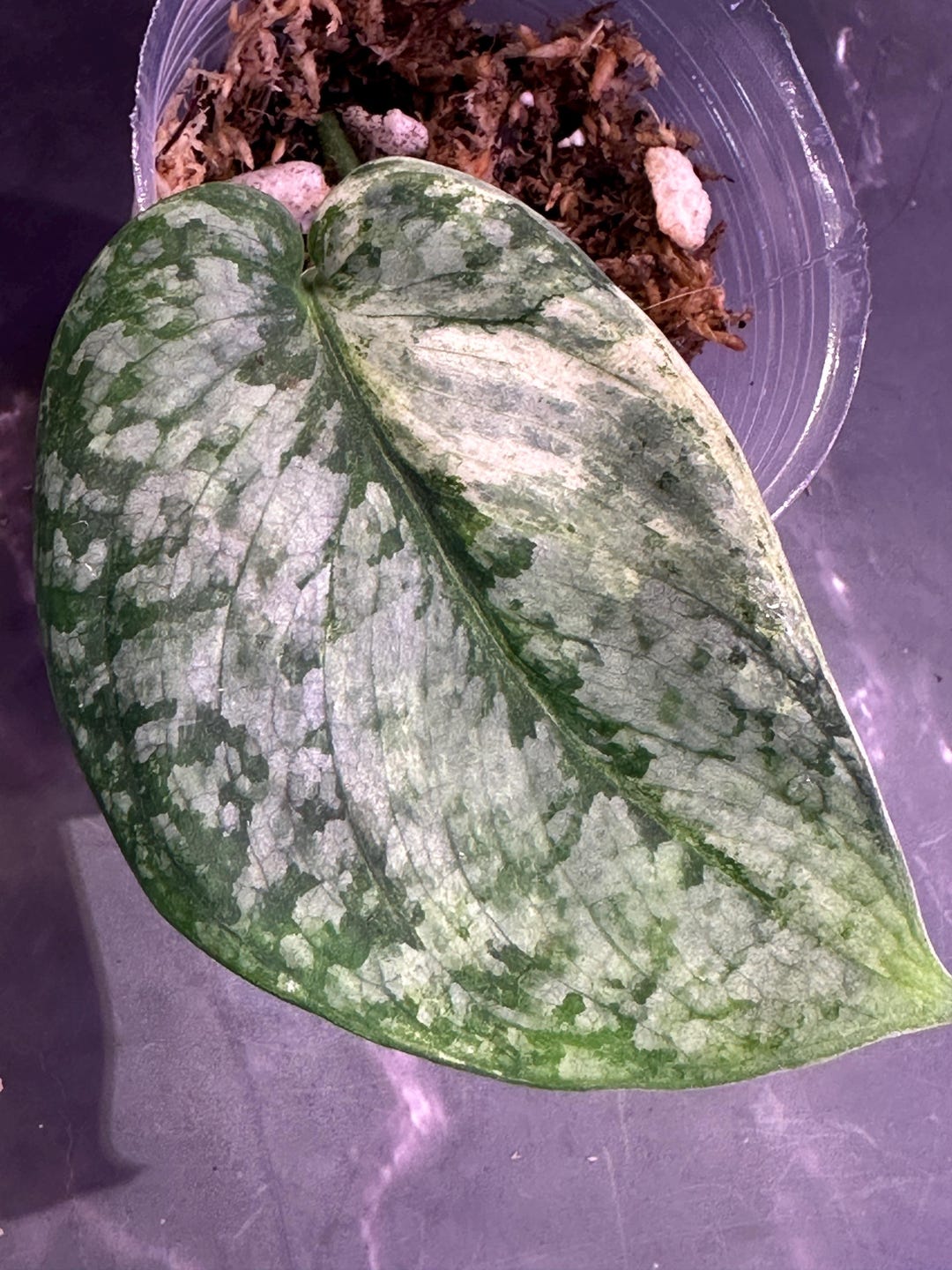 Halimoon Scindapsus Variegated Silver Cloud Exact Plant - Etsy