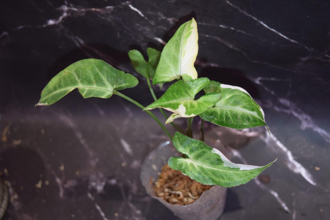 T25 Syngonium Rare Syngonium Lightly Rooted Exact Plant - Etsy