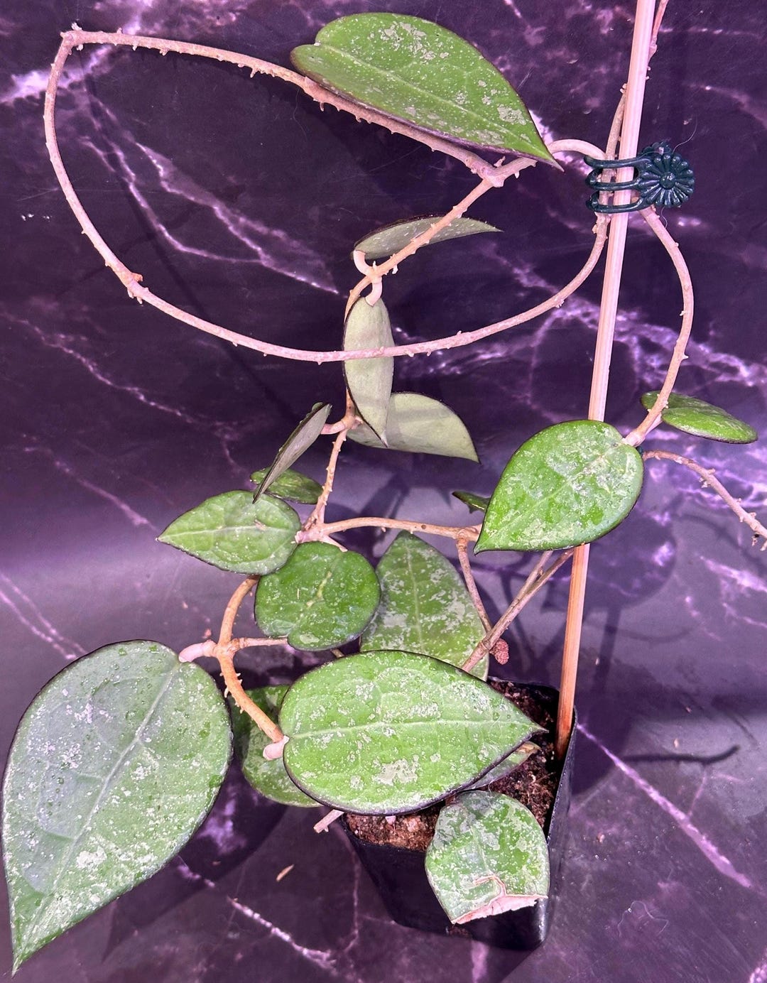 Hoya Parasitica Black Margin Exact Plant - Etsy