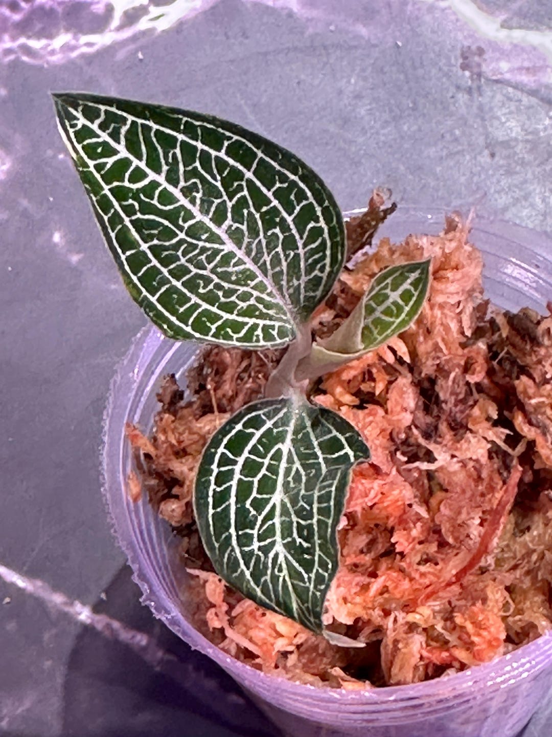 Ludochilus Poly Jewel Orchid - Etsy