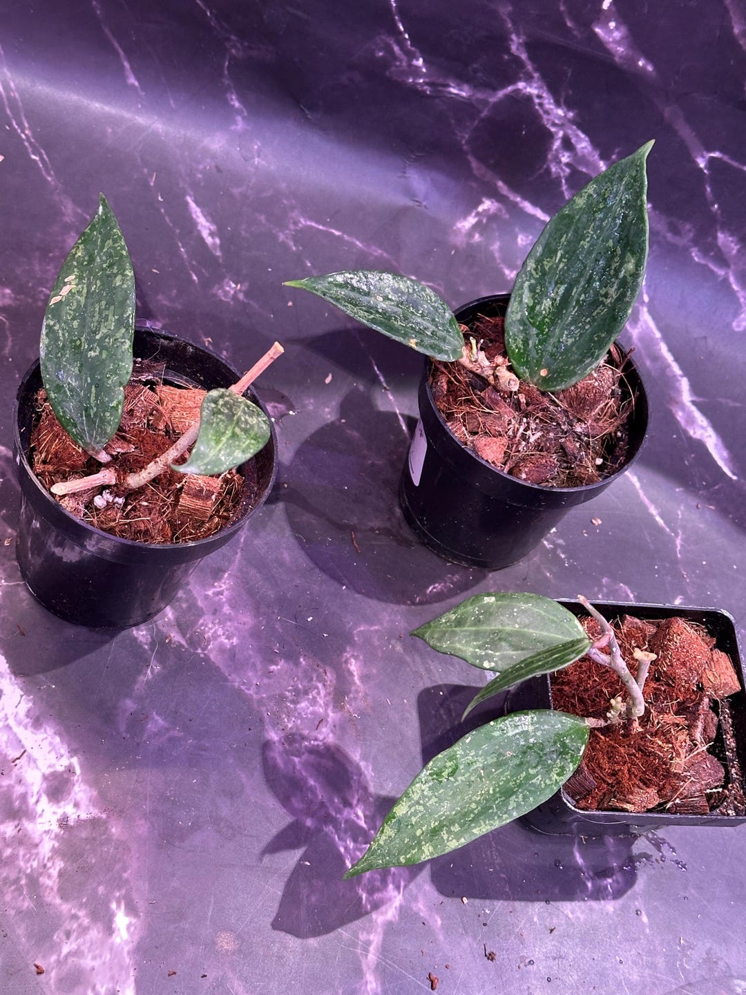 Hoya Rangsan Splash Exact Plant - Etsy