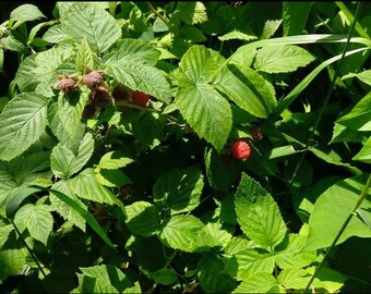 Organic Plants | Etsy