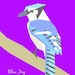 Blue Jay Paper Piecing Pattern - Etsy