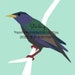 Starling Bird Paper Piecing Pattern - Etsy