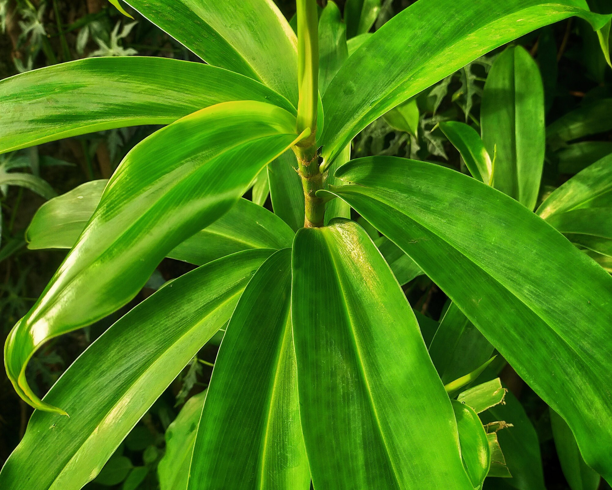 Fresh Insulin Plant Leaves / Insulin Plant / Fiery Costus / Spiral Flag ...