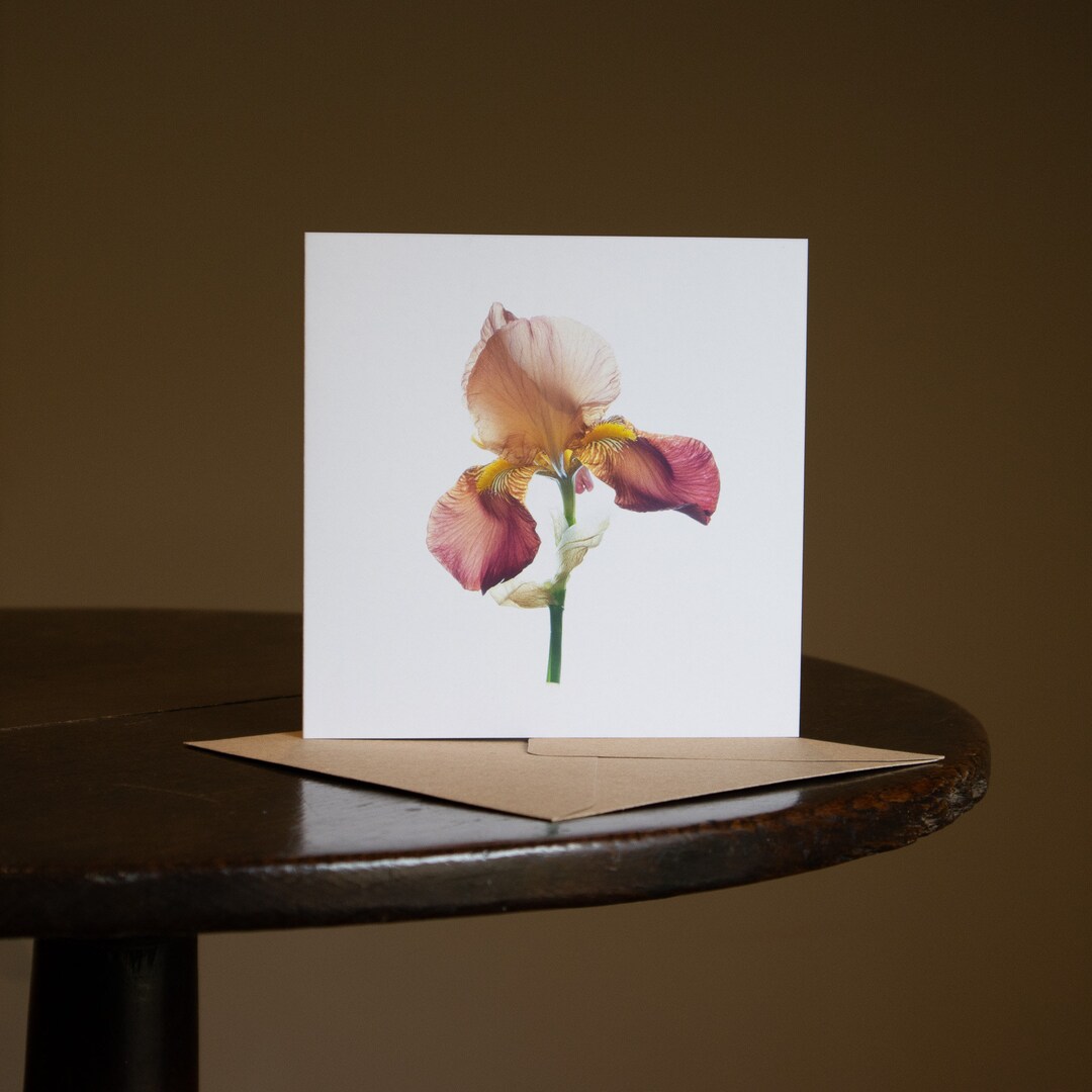 Iris 'action Front' - Blank/floral/botanical/greetings/birthday/notelet ...