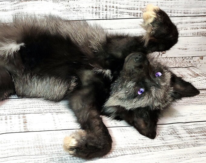 Taxidermy Fox Soft Mount, Beautiful Silver Fox With Lavender Eyes ...