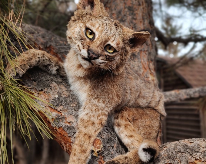 Taxidermy Bobcat Soft Mount, Semi-posable Articulated - Etsy