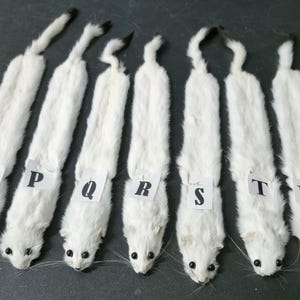 Weasel Slap Bracelet, Sherman the Ermine, White Ermine Slap Bracelet ...