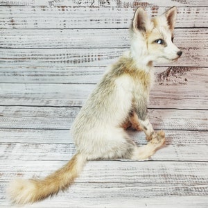 MADE TO ORDER Baby Fox Kit Taxidermy Soft Mount, Softmount Commission ...