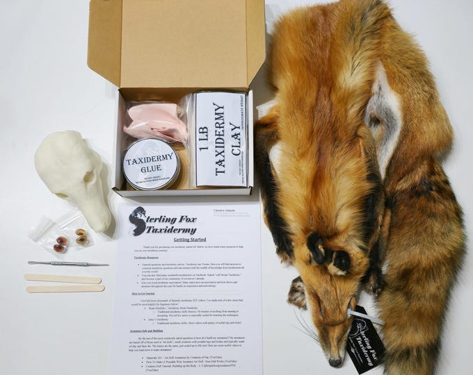 DIY Red Fox Soft Mount Taxidermy Kit | Ready-to-mount Pelt | Beginner ...