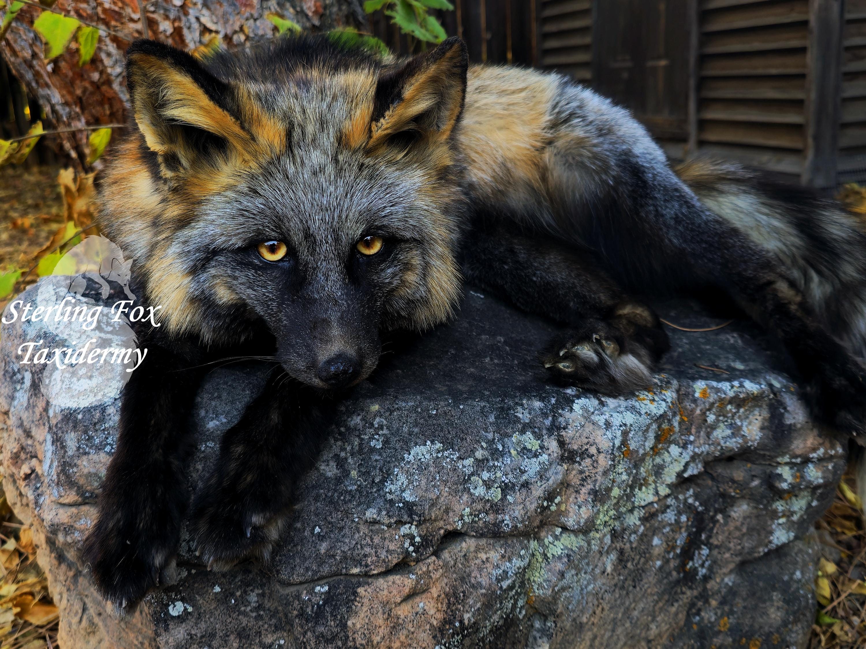 MADE TO ORDER Taxidermy Fox Soft Mount, Softmount Commission, See ...