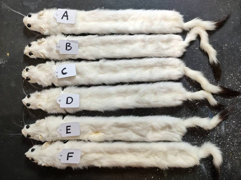 Weasel Slap Bracelet White Ermine Slap Bracelet Taxidermy - Etsy