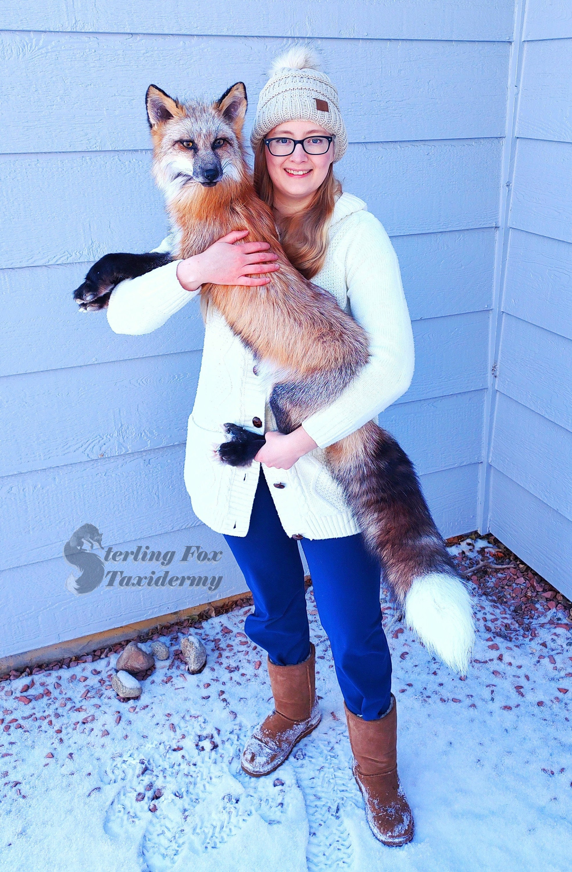 MADE TO ORDER Taxidermy Fox Soft Mount, Softmount Commission, See ...