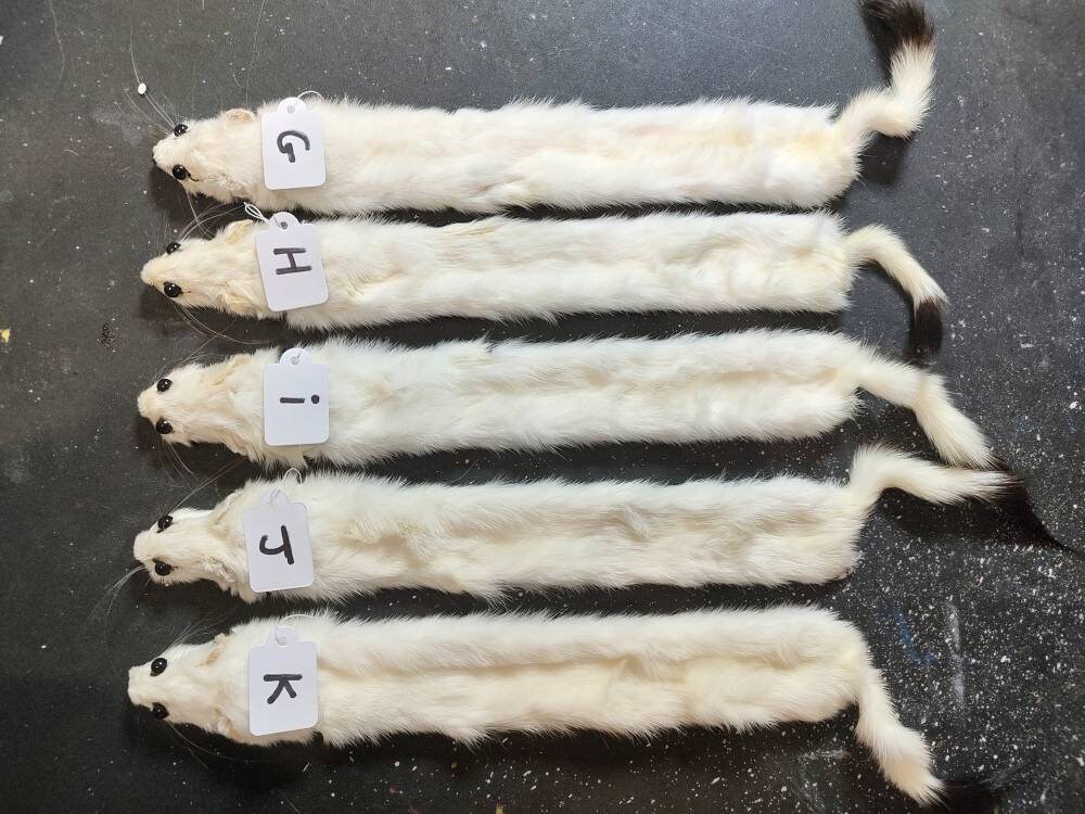 Weasel Slap Bracelet White Ermine Slap Bracelet Taxidermy - Etsy