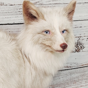 MADE TO ORDER Taxidermy Fox Soft Mount, Softmount Commission, See ...